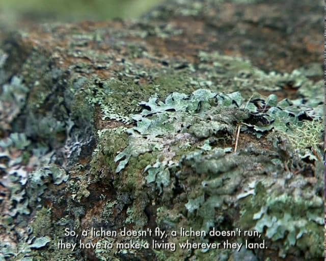 Studying Lichens with Mycologist Anne Pringle on Vimeo