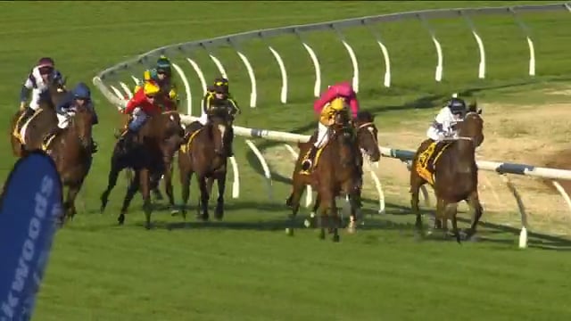 Star Turn - Stallion | Breednet