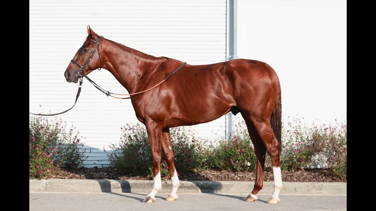 2024 THE ARC SALE - Lot 49 - m. CHARTWELL (CHURCHILL x SIDEWALK)