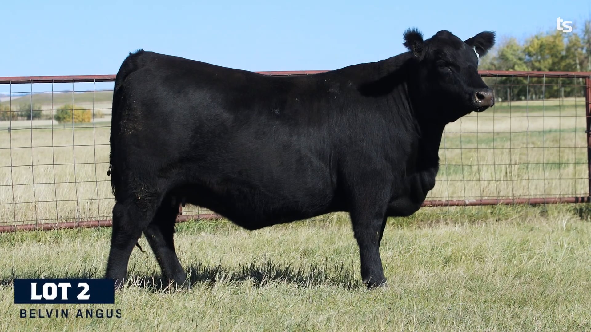 Belvin Angus | Raising quality purebred Angus Genetics in central Alberta