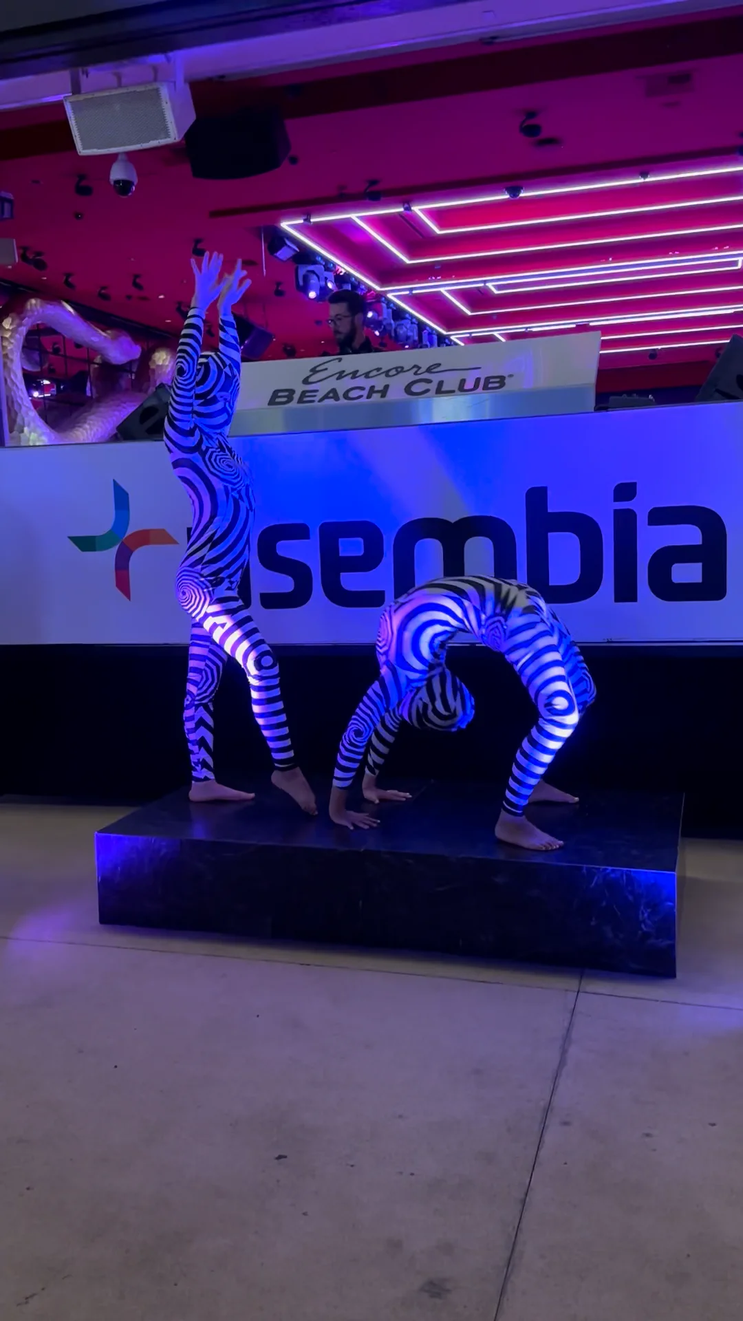 Zebra contortionist duo on the podium