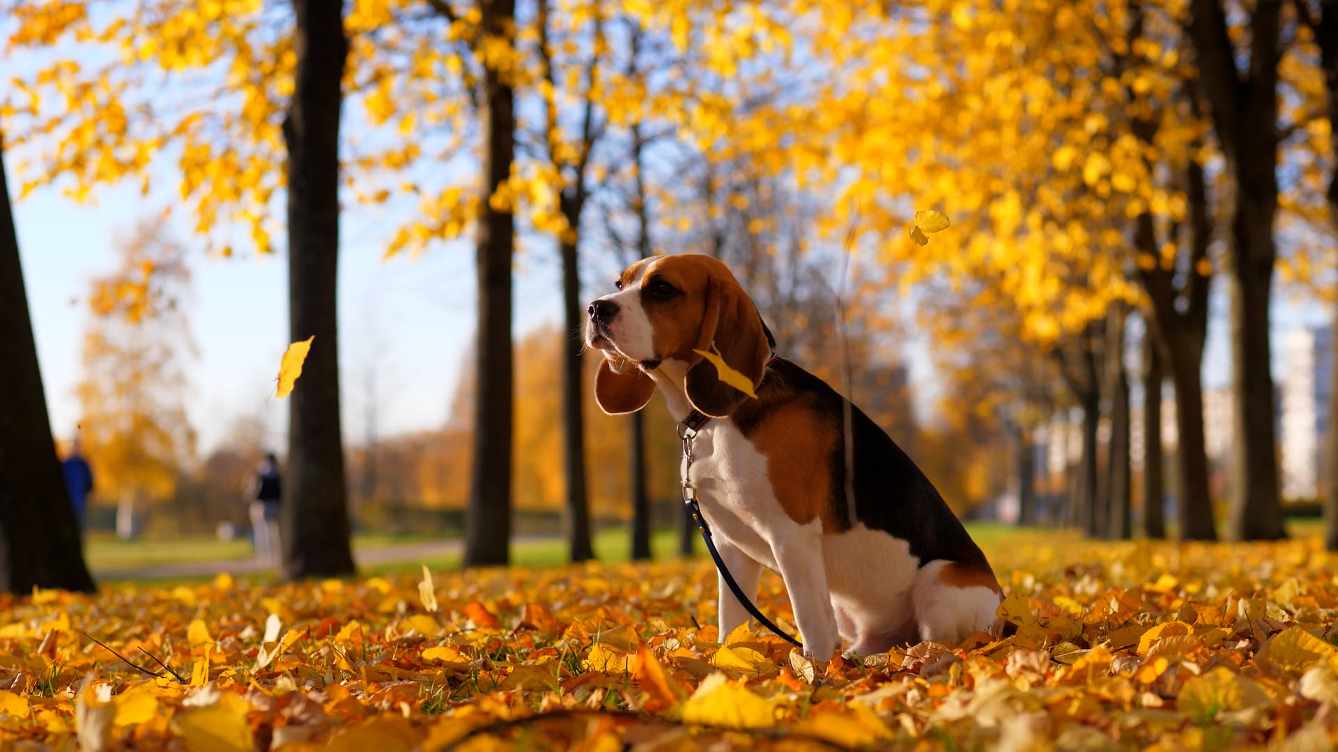 Tanner's Canine Resort - Dog Boarding, Dog Training, Dog Daycare