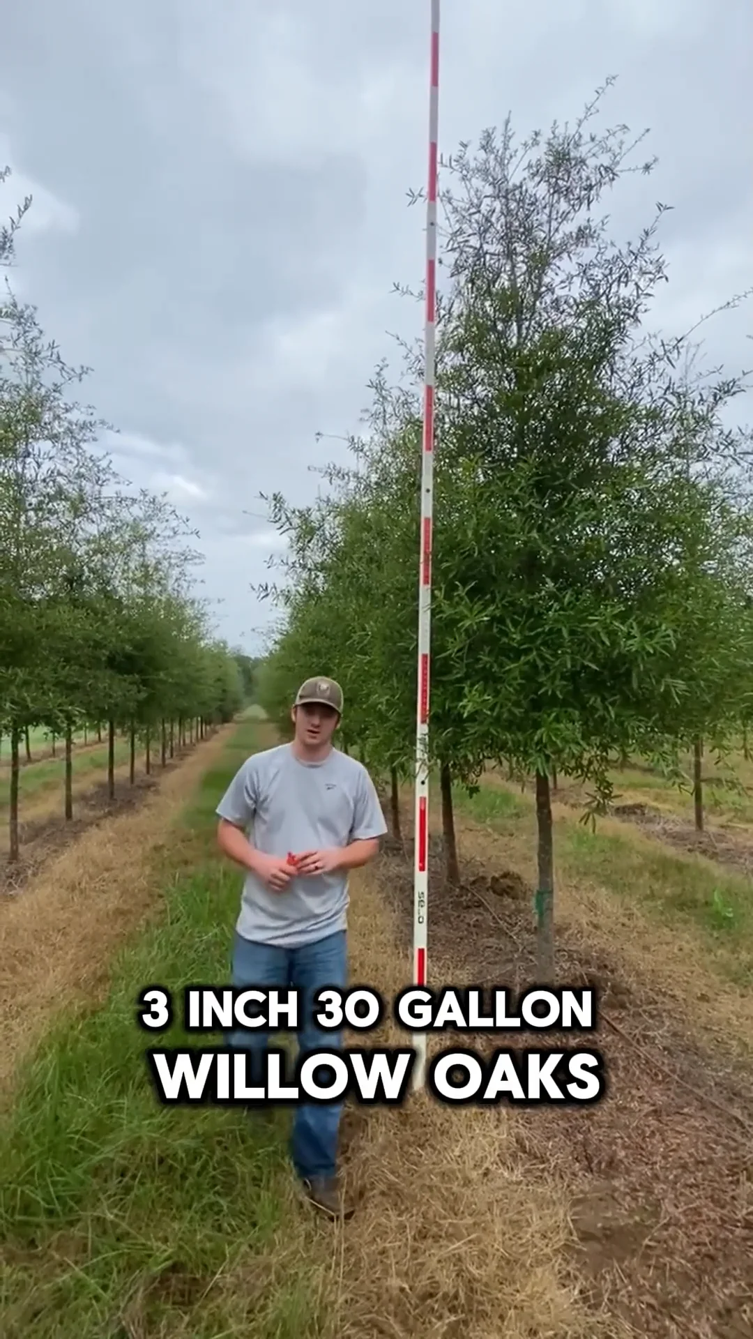 Natchez Willow Oak Crop (insta).mp4
