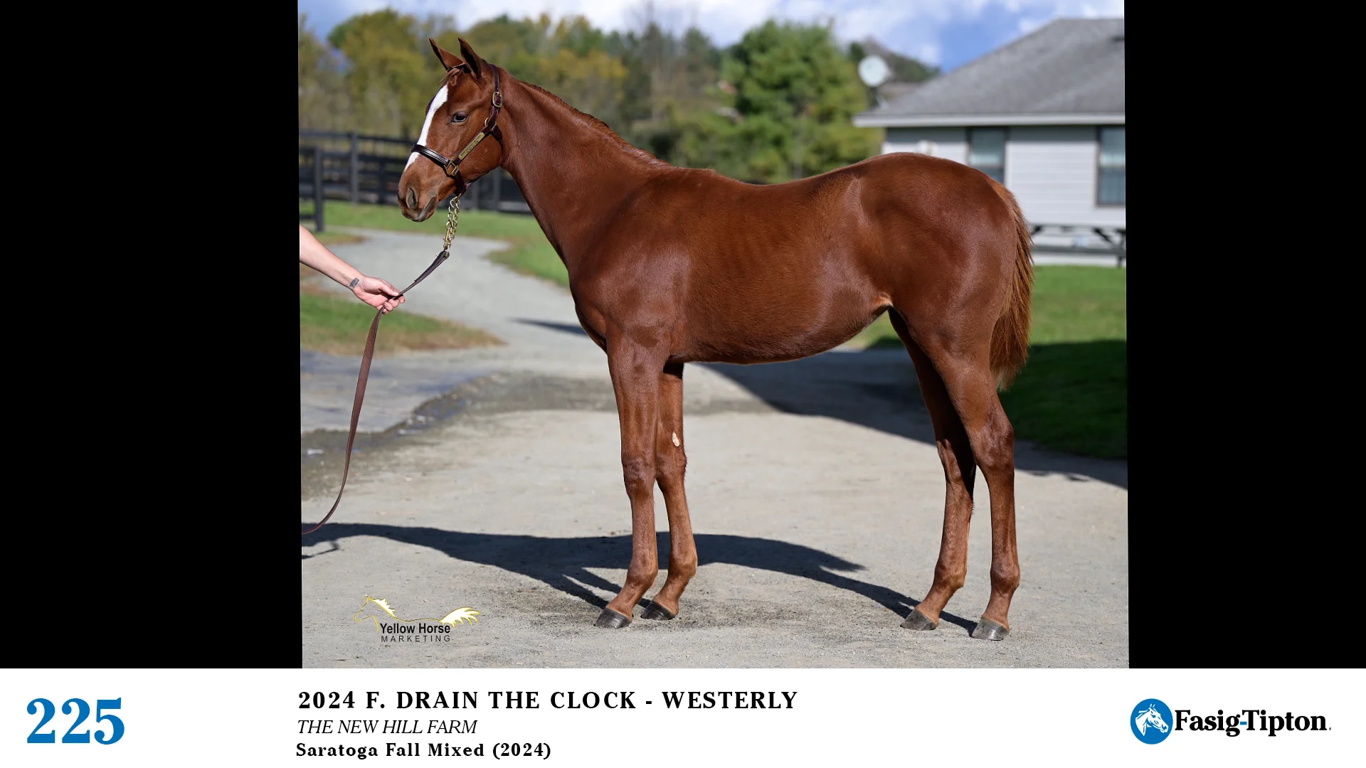 225 Drain the Clock x Westerly '24 filly