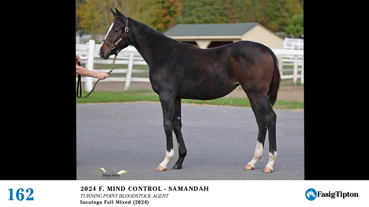 2024 Fasig-Tipton Saratoga Fall Mixed Sale: Hip #162 Mind Control x ...
