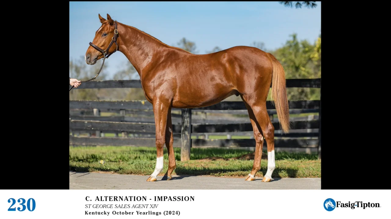 Hip 230 FT Oct Alternation - Impassion