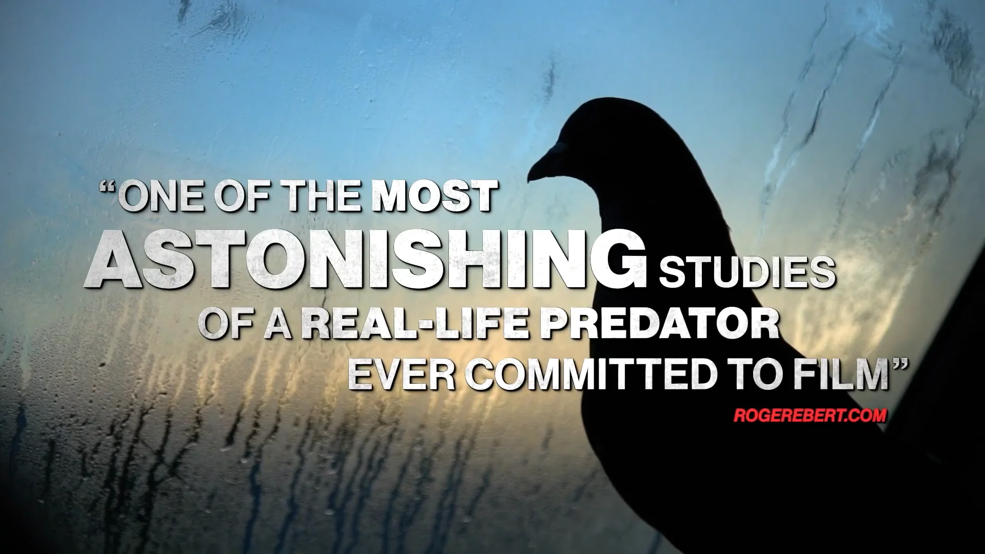 OFFICIAL TRAILER - SWEETHEART DEAL