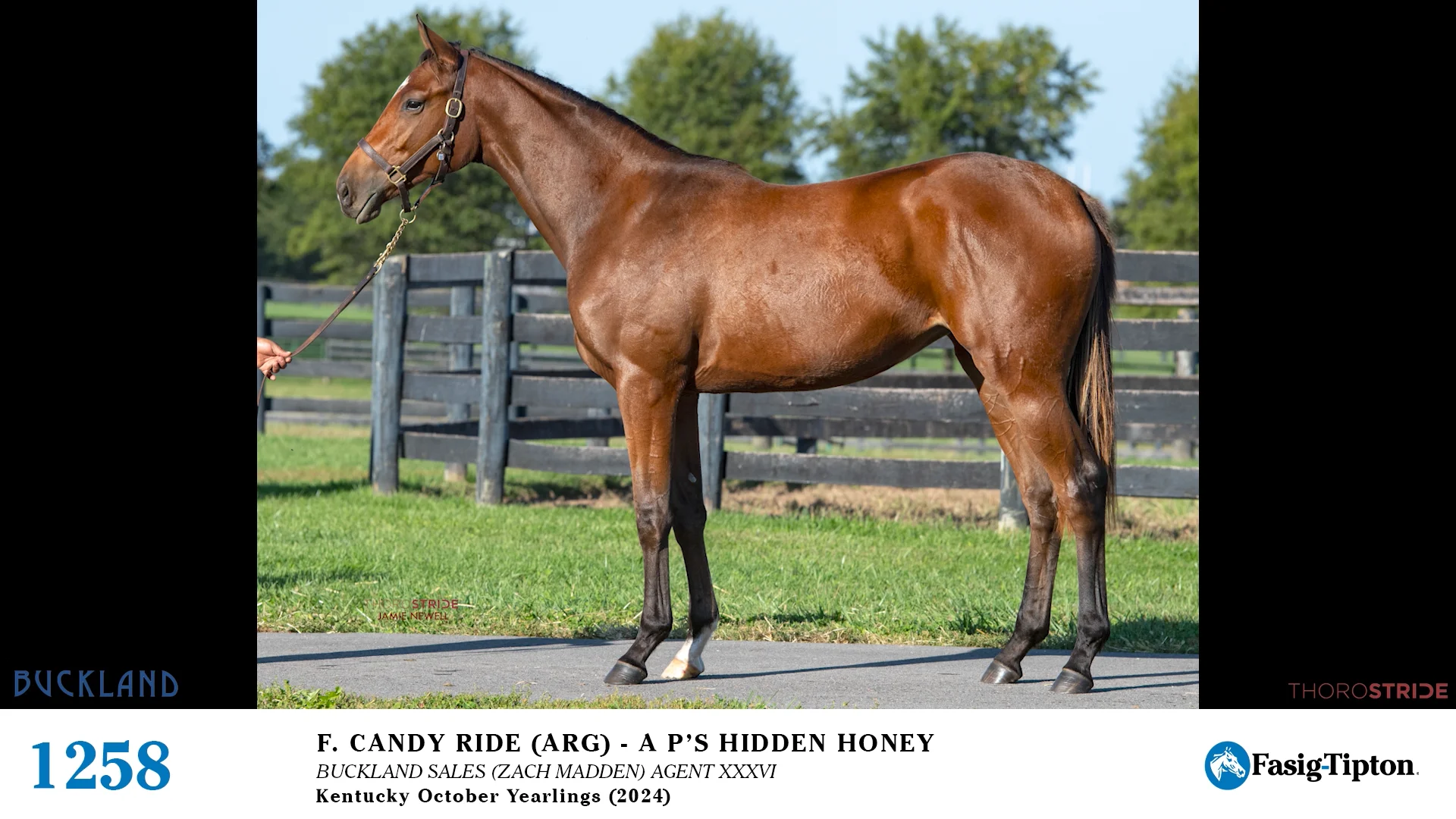FTKOCT24, Hip 1258, f. Candy Ride - A P'S Hidden Honey 23