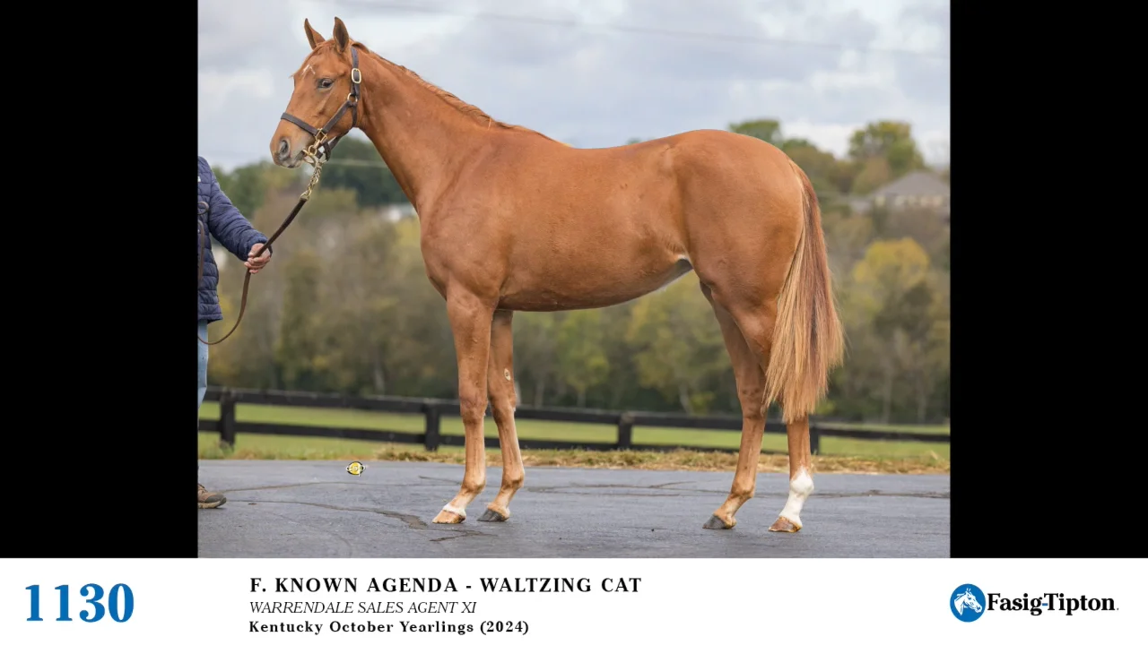 Hip 1130 FT Oct Known Agenda - Waltzing Cat