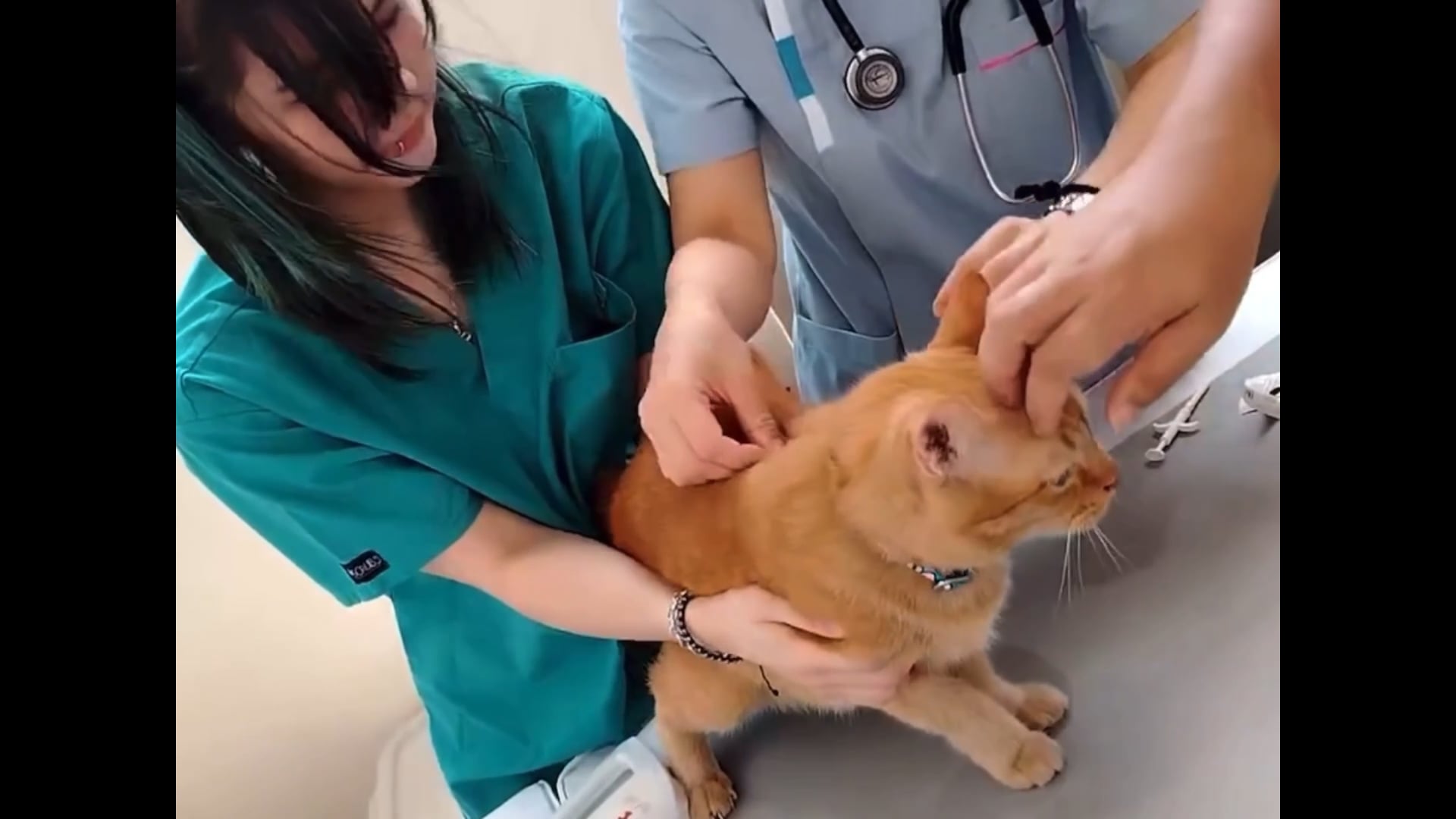 Help Lost Cats | Self-Initiative Saves Lives | Bedok & Eastside Cats ...