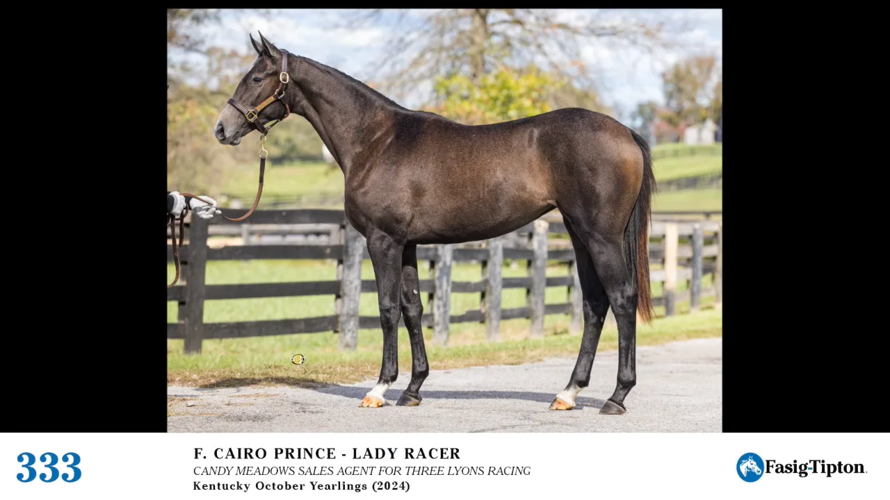 Hip 333 FT Oct Cairo Prince - Lady Racer