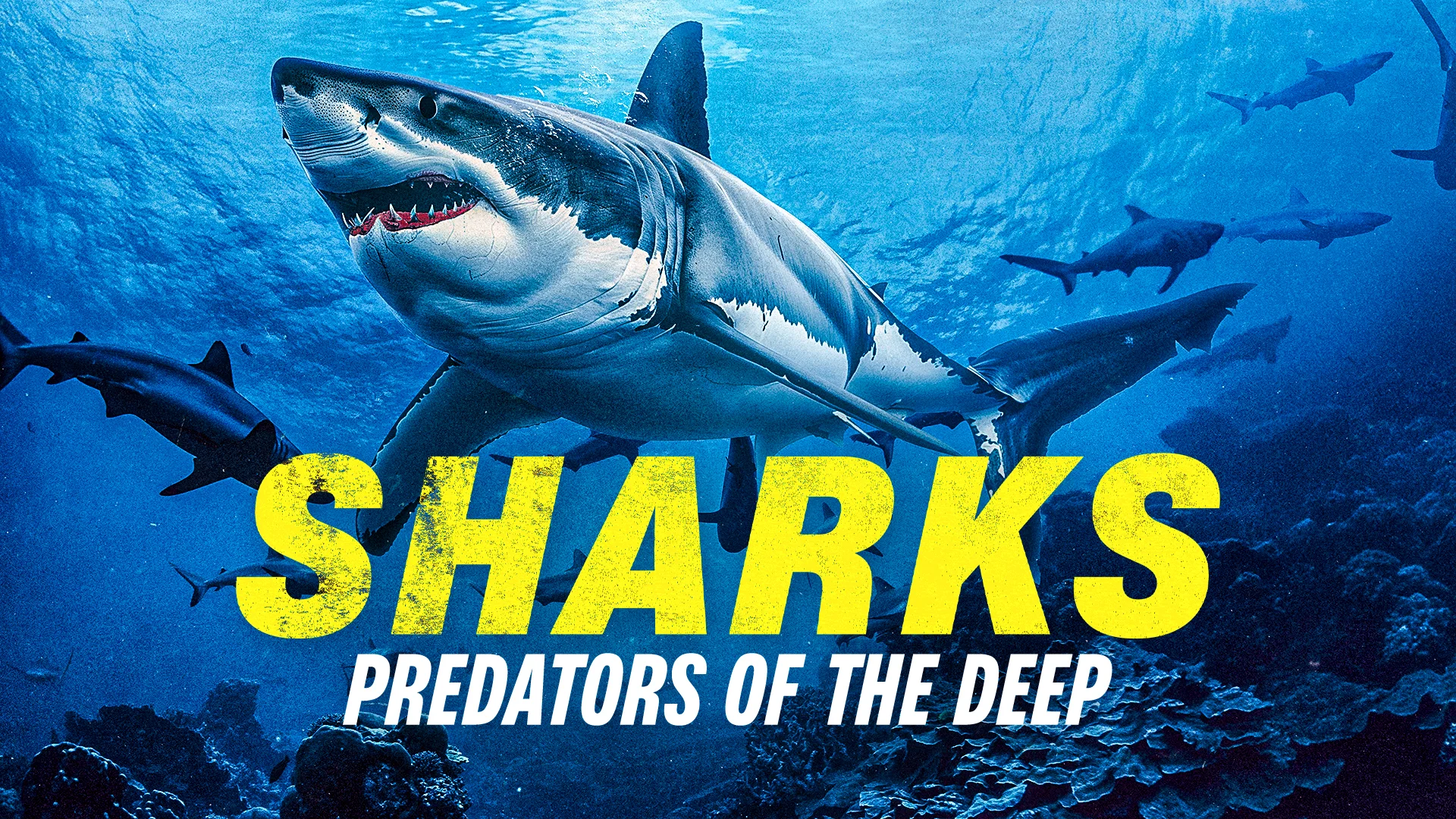 Watch Sharks Predator Of The Deep Online Vimeo On Demand On Vimeo