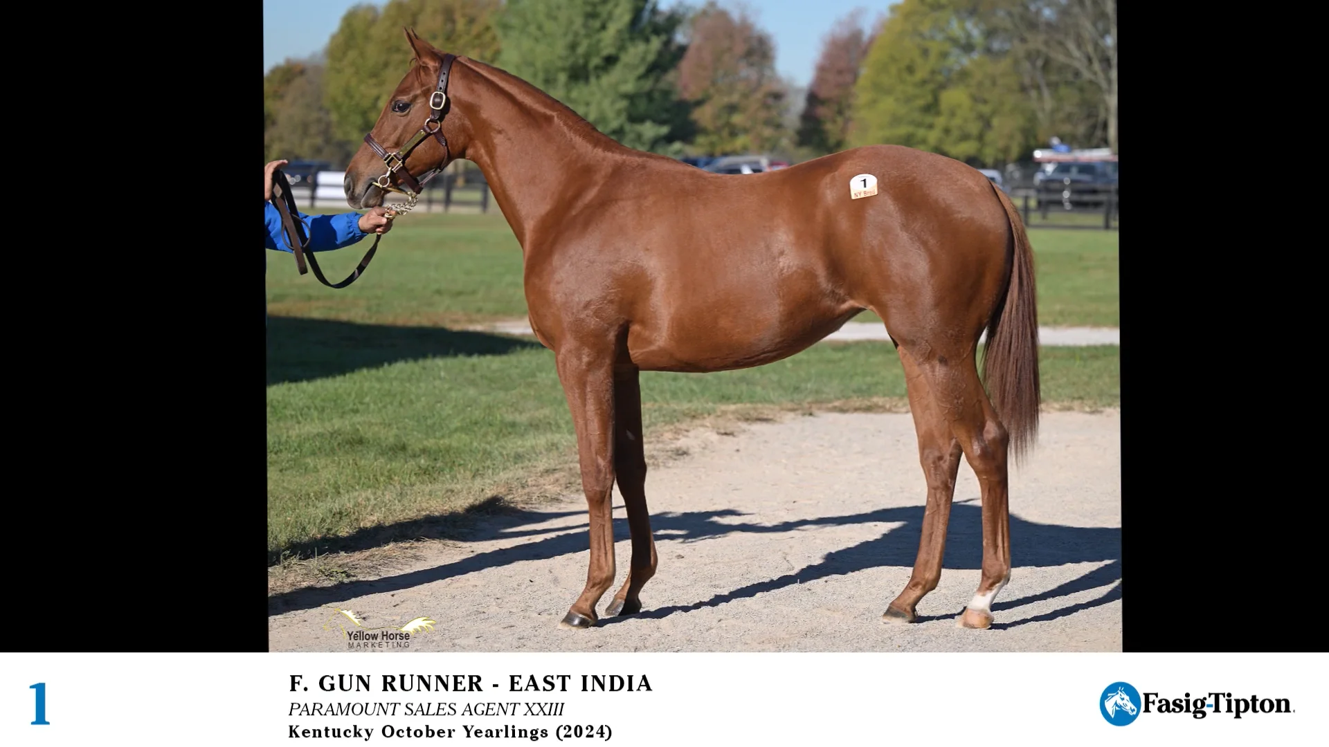 2024 Fasig-Tipton Kentucky October Yearling Sale: Hip #1 Gun Runner x ...
