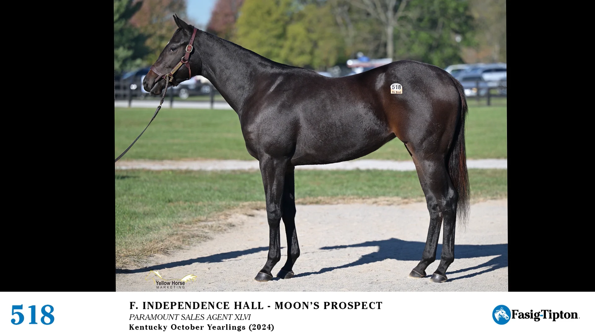 2024 Fasig-Tipton Kentucky October Yearling Sale: Hip #518 Independence Hall x Moon's Prospect ...