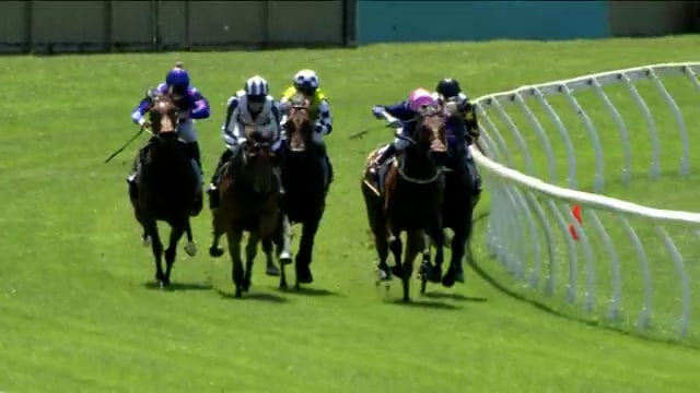 Doubtland - Stallion | Breednet