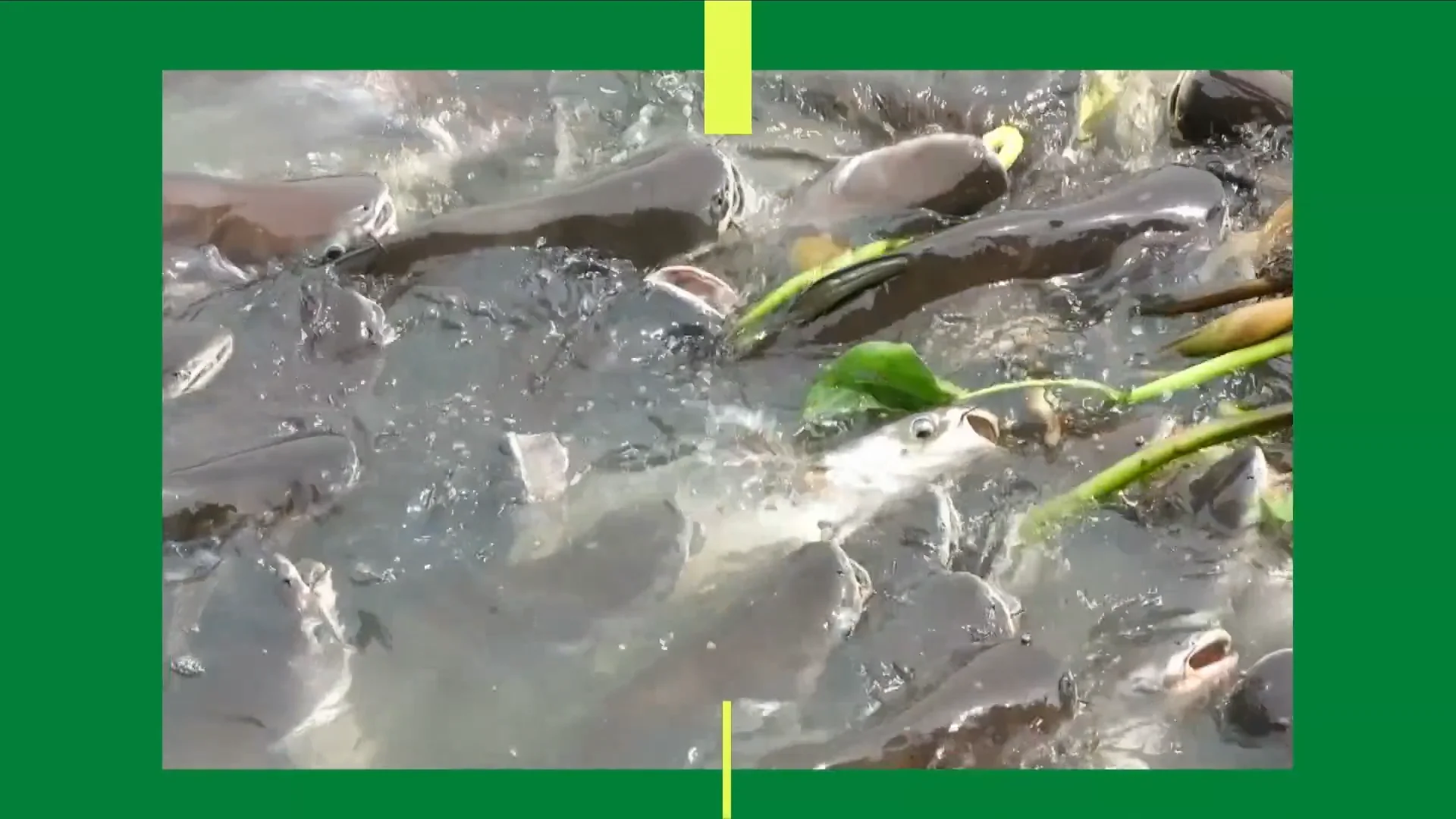 5_fish_farming_-_feeding_the_fish.mov (1080p)