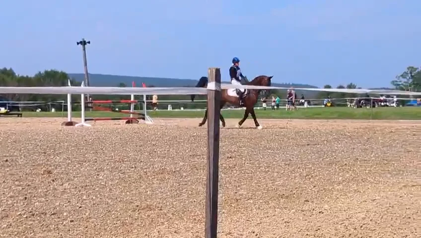 BRUNO (show jumping)