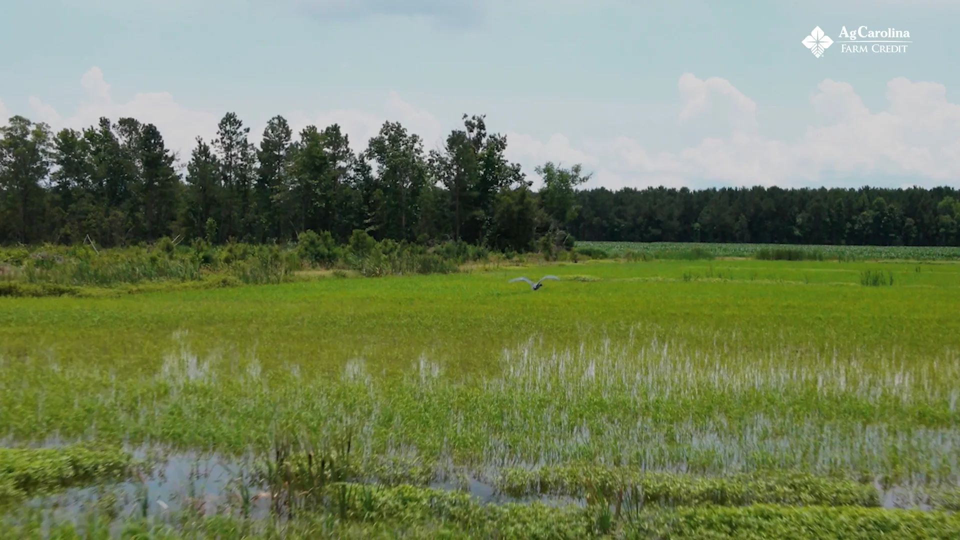 Tidewater Grain - AgCarolina Farm Credit