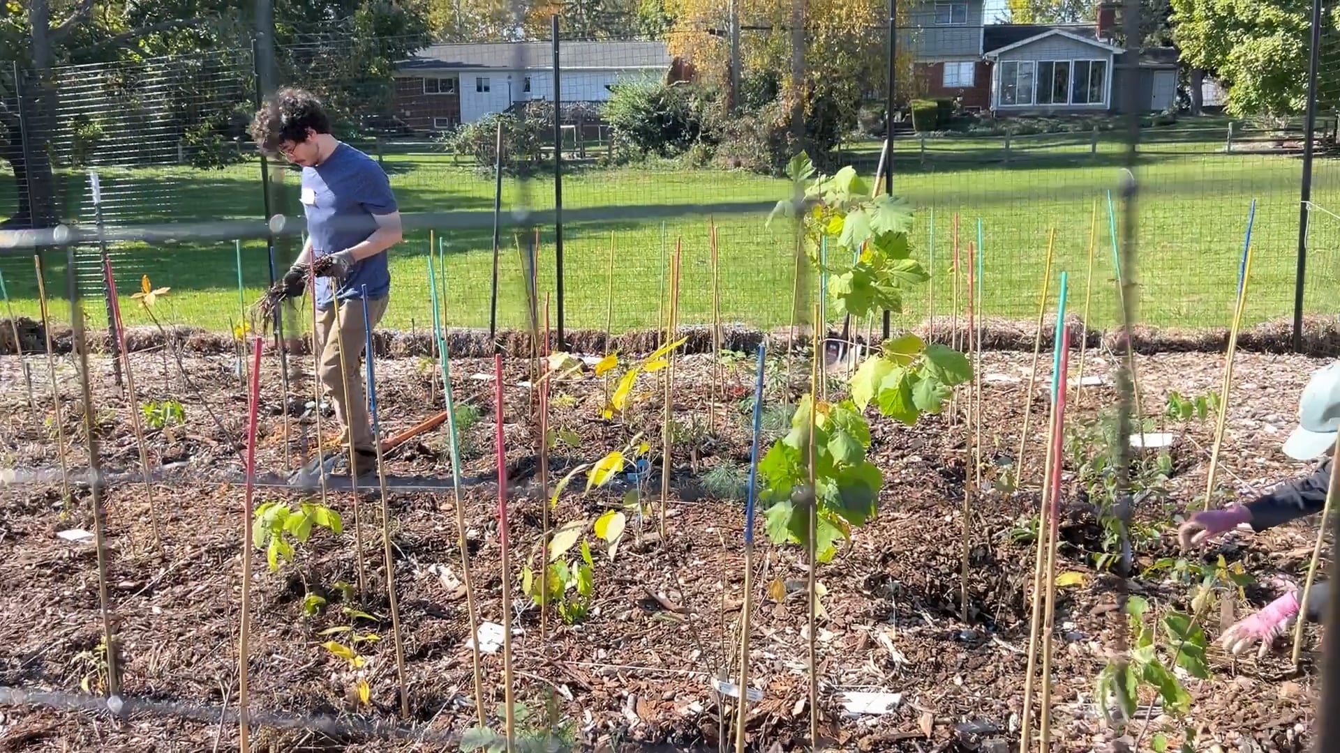 Pocket Forests FAQ: Your Questions About Urban Forestry
