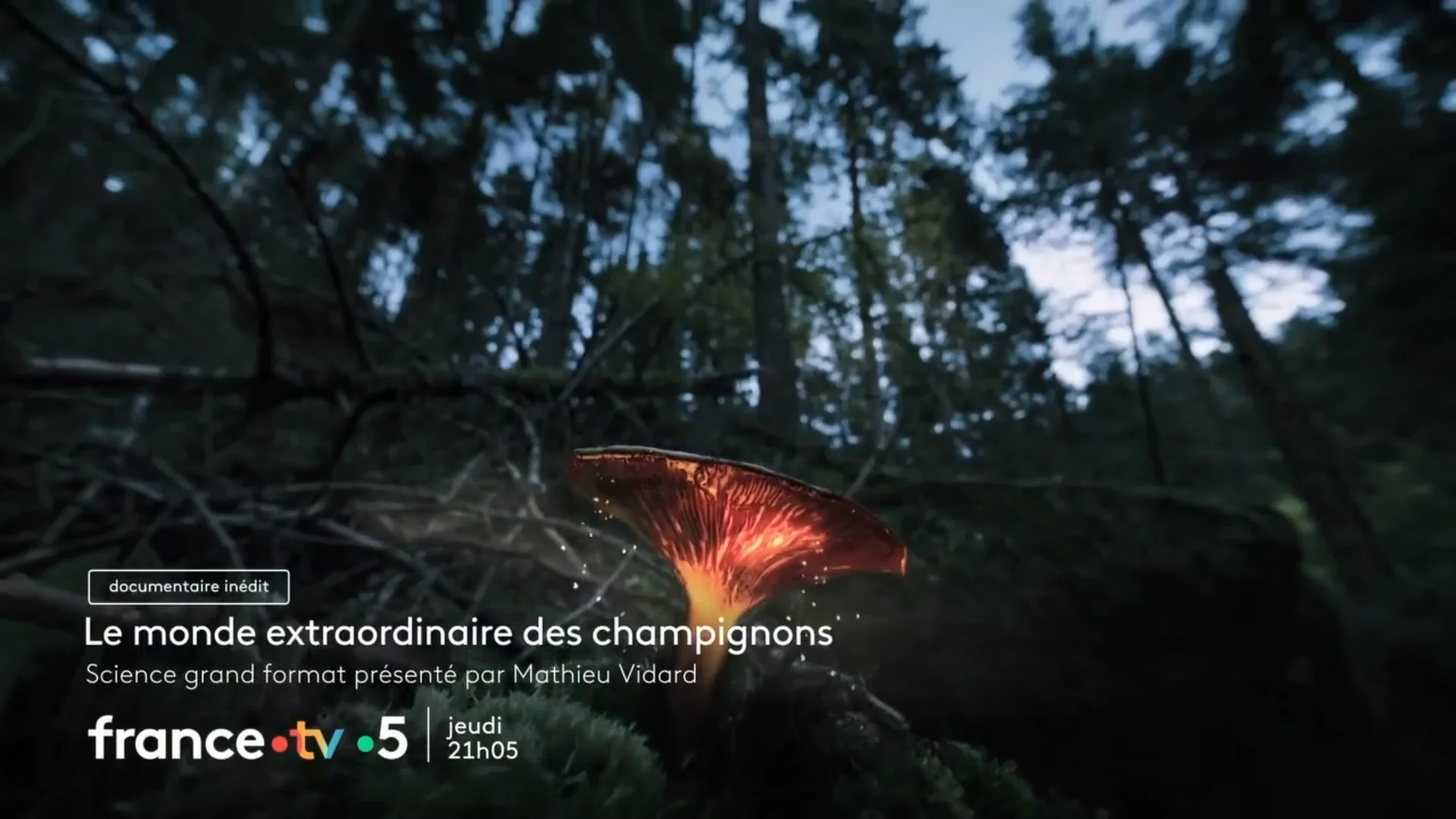 Thomas Risch - Le monde extraordinaire des champignons on Vimeo