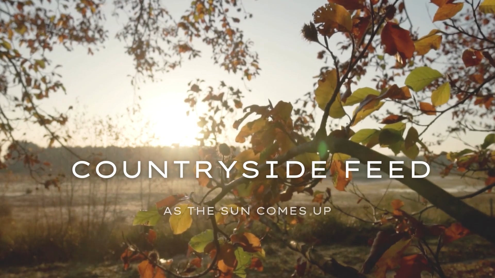 High-Quality Livestock Feed