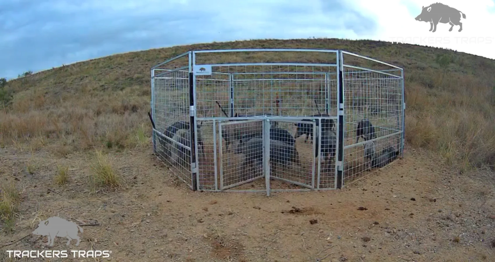 Feral Pig Trapping October 2024