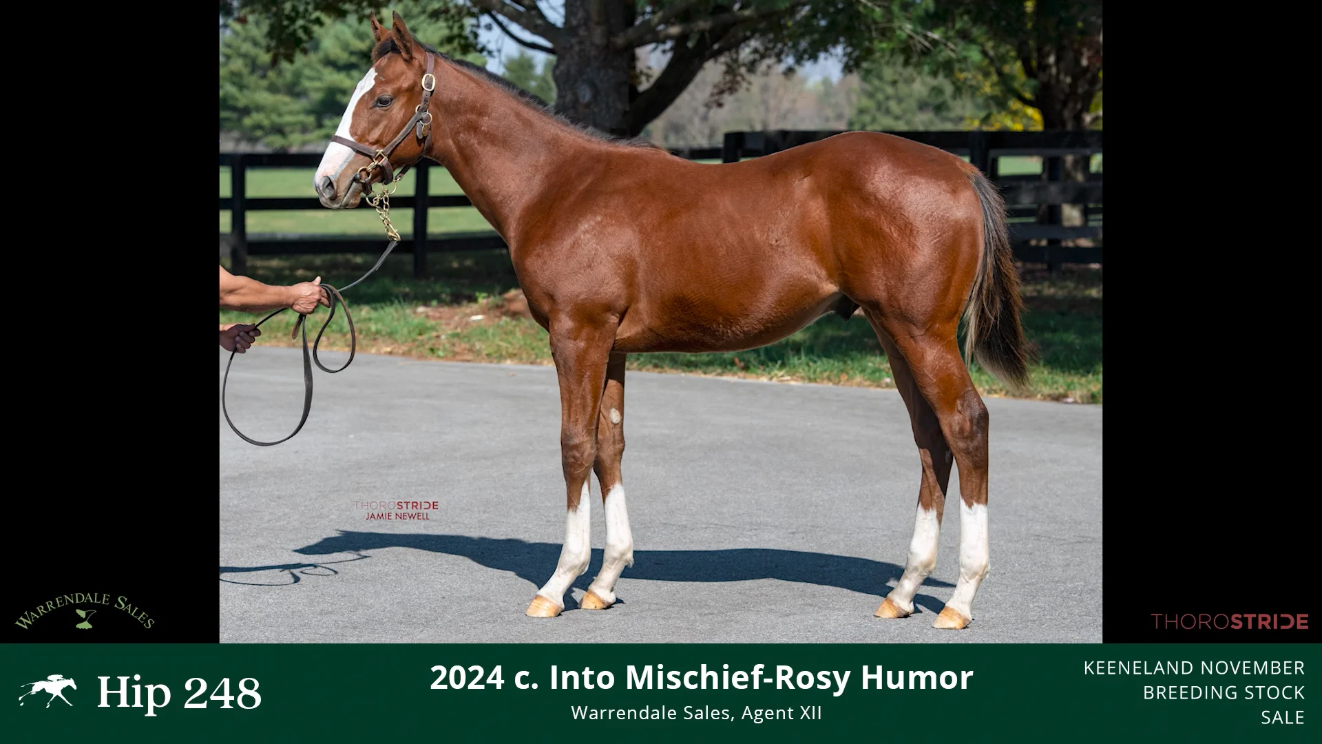 KEENOV24, Hip 248, c. Into Mischief - Rosy Humor 24