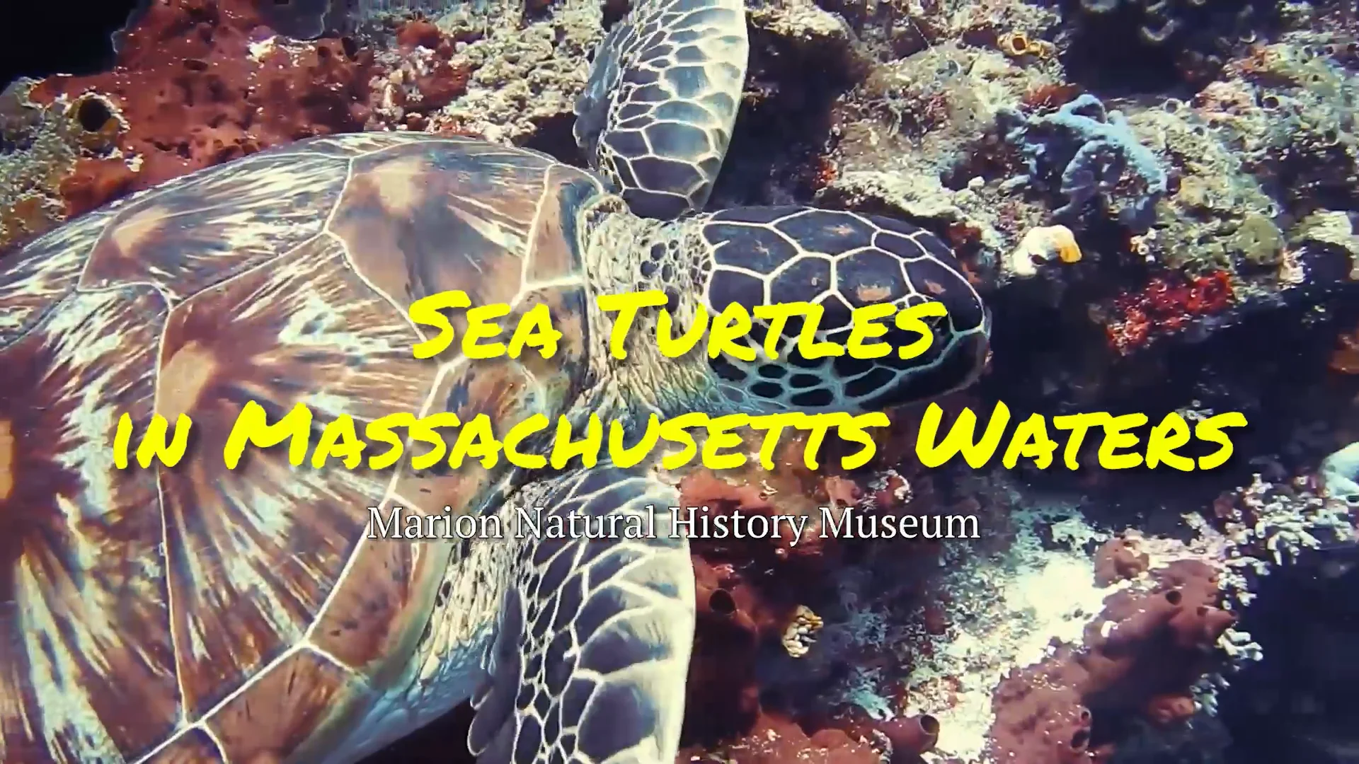 Marion Natural History Museum - Sea Turtles In Massachusetts Waters