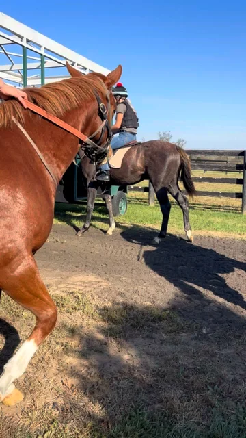 Nimble Foot 23 at Margaux Farm. on October 25, 2024