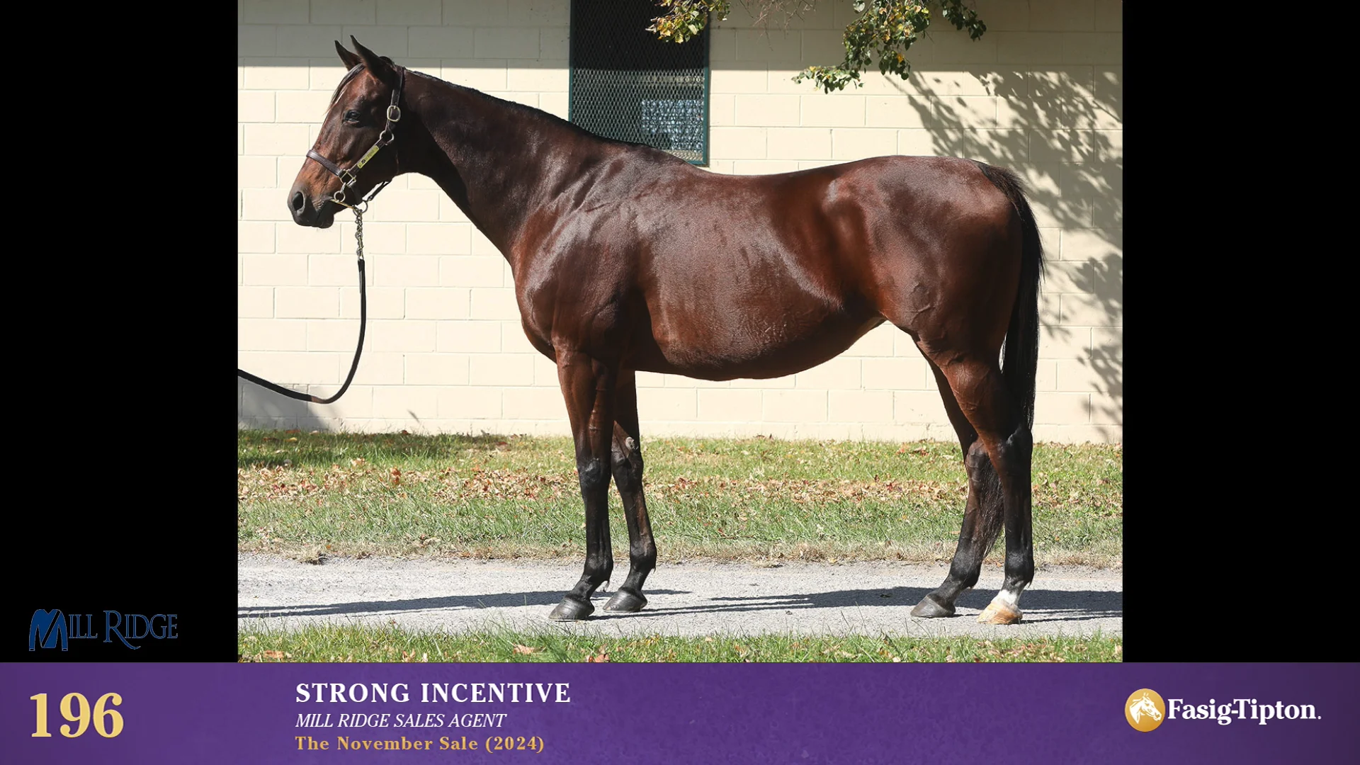 FTKNOV24_196_Strong Incentive final