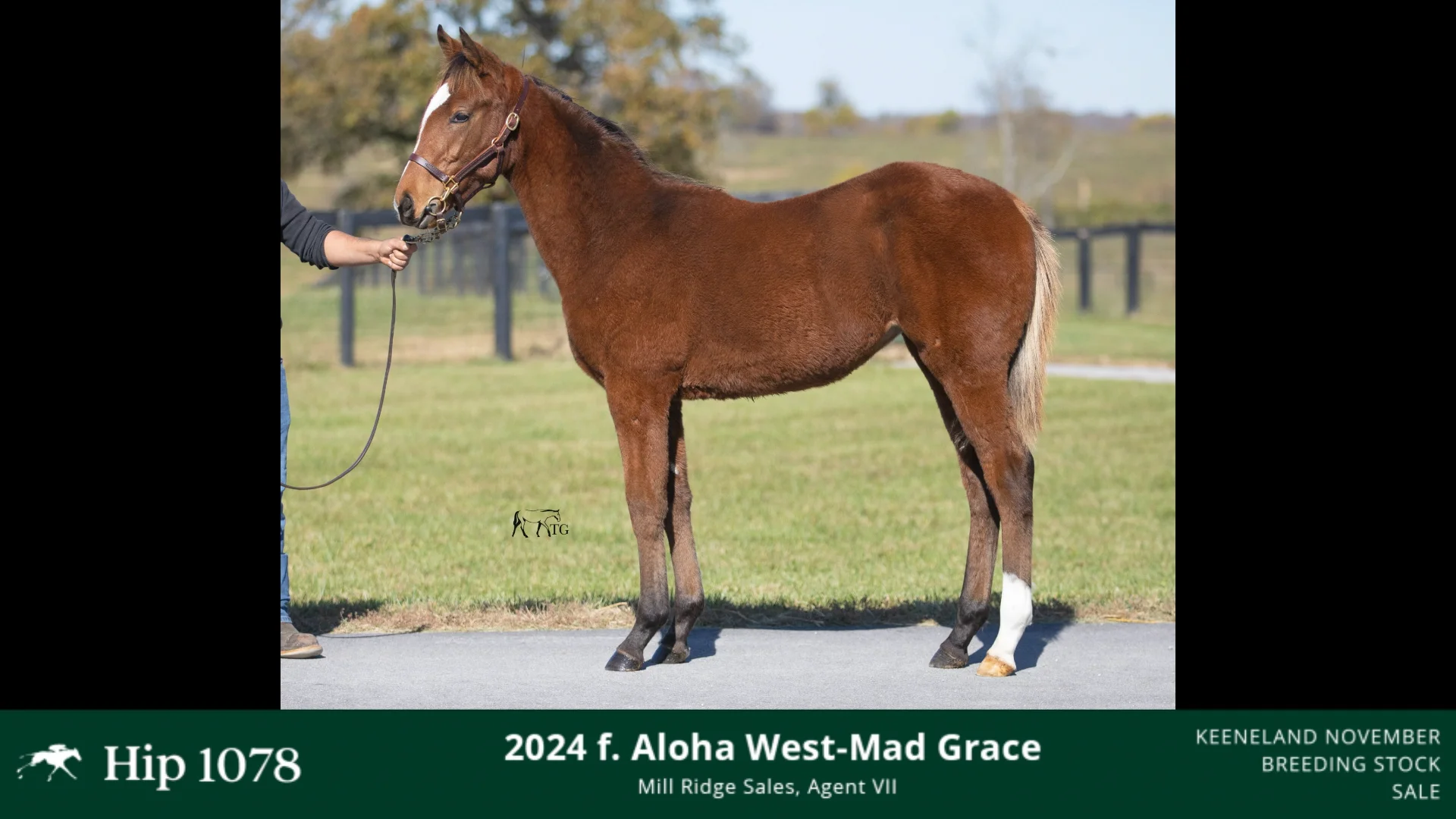 KEENOV24 1078 Mad Grace 24