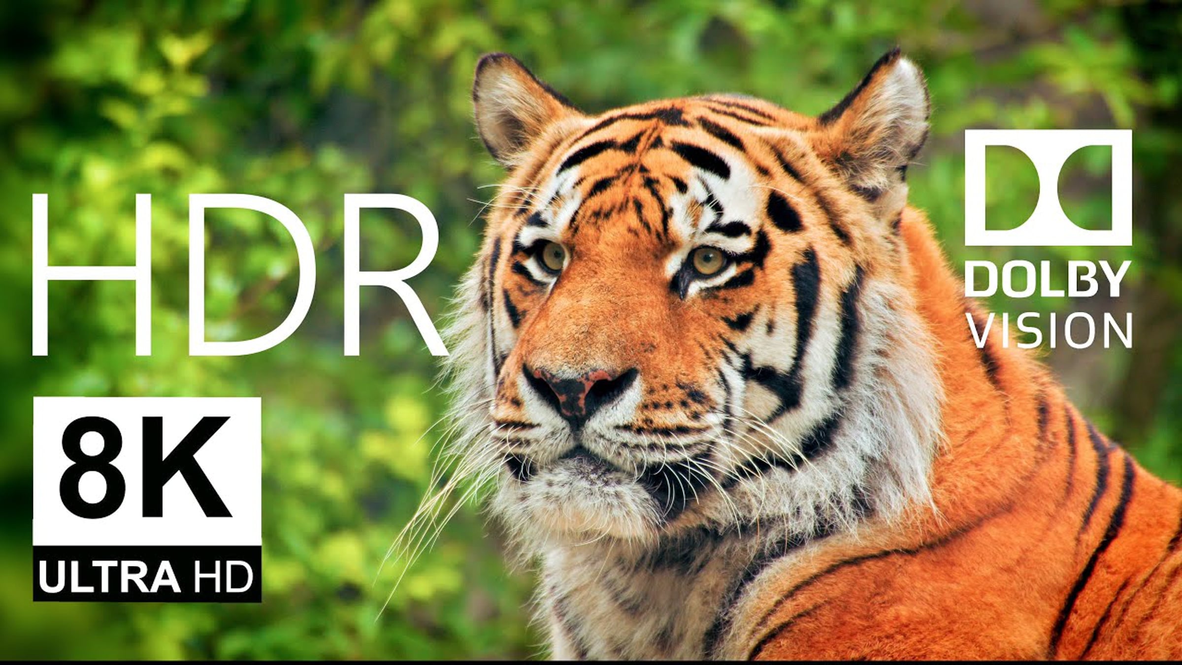 WORLD OF ANIMALS | 8K HDR DOLBY VISION DEMO | Videos & Movies on Vimeo