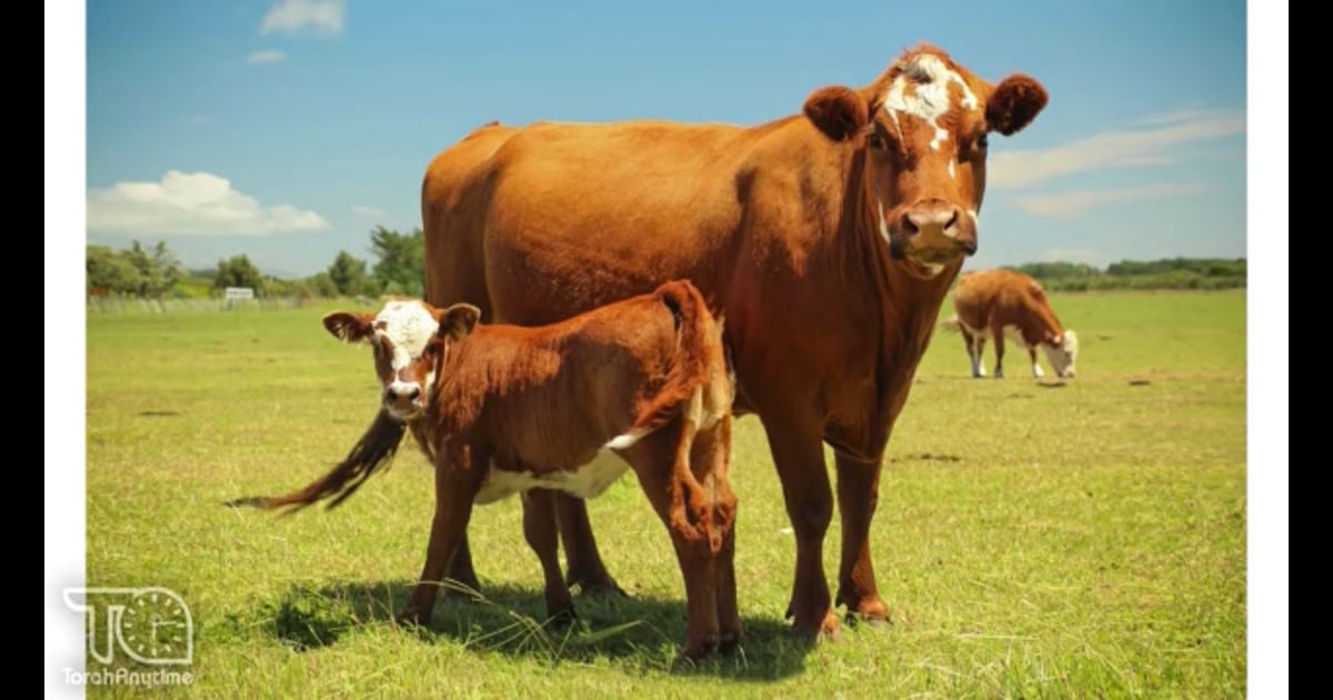 R' Maimon Elbaz | Living Mishnah - Tricking a Kohein out of his Bechor ...