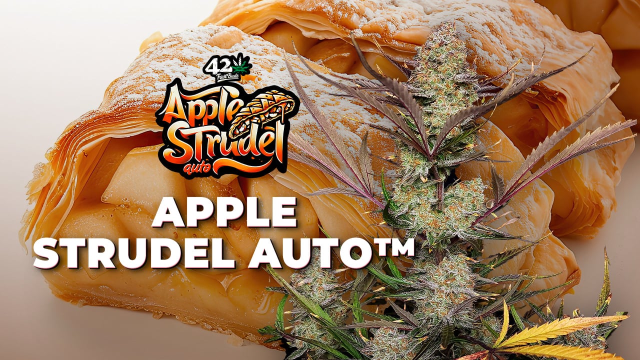 Apple Strudel Auto | Strain Review | Fast Buds | Hybrid