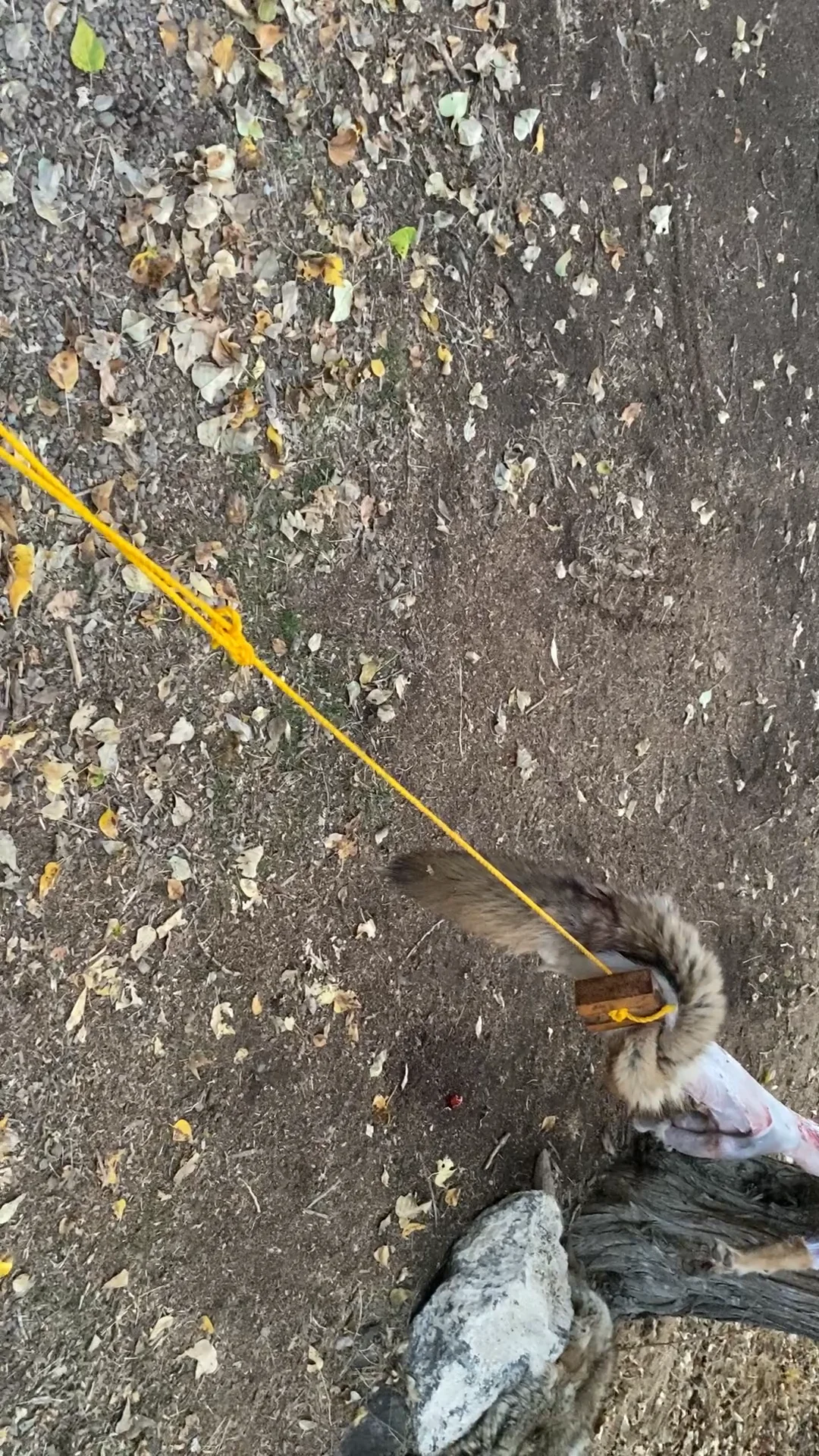 Hilbilly skinning rig