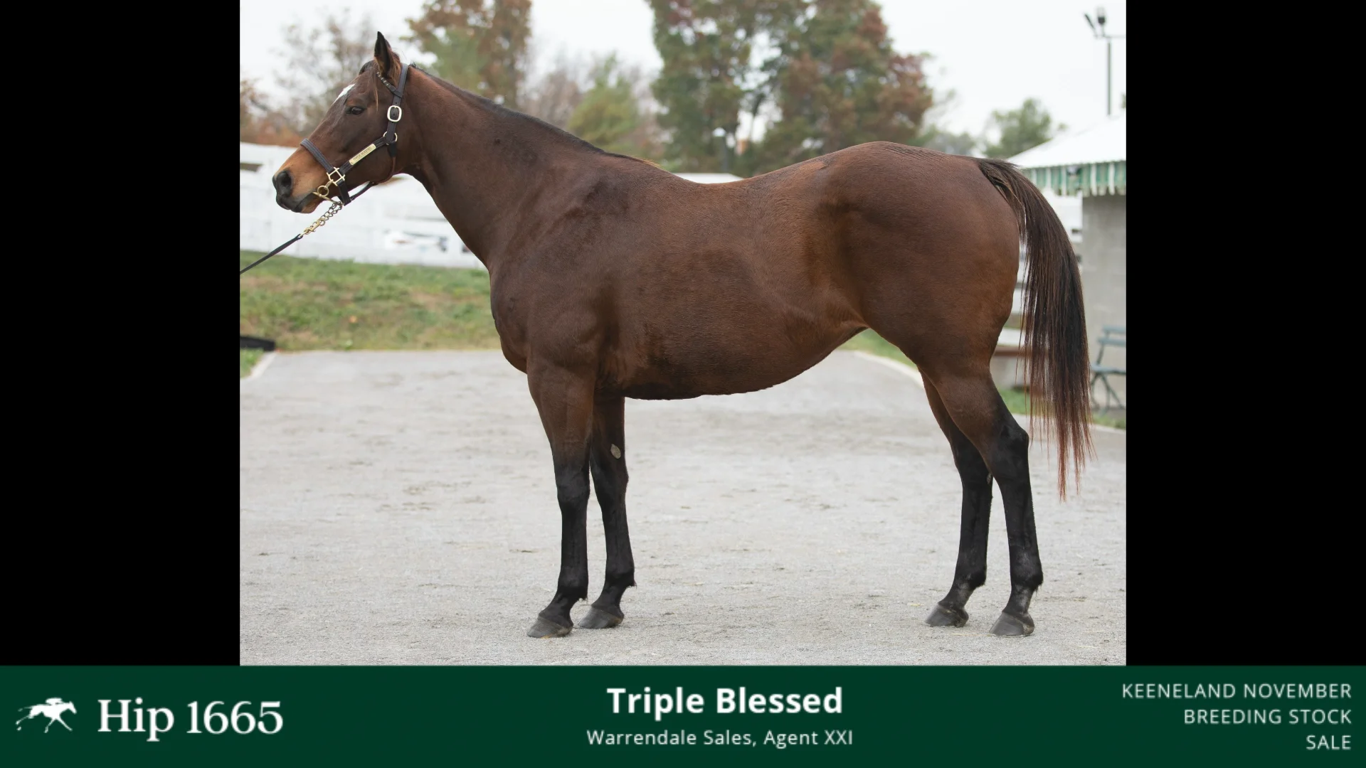 KEENOV24 1665 Triple Blessed
