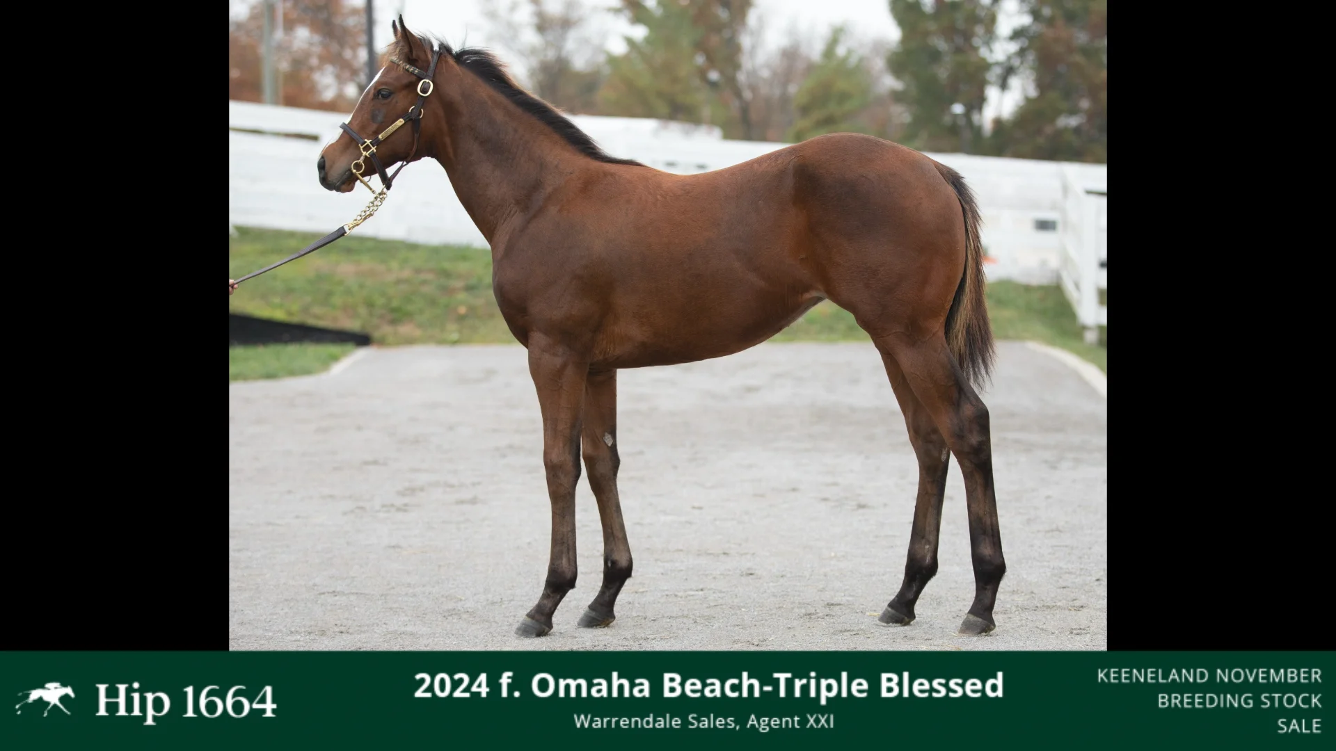KEENOV24 1664 Triple Blessed 24