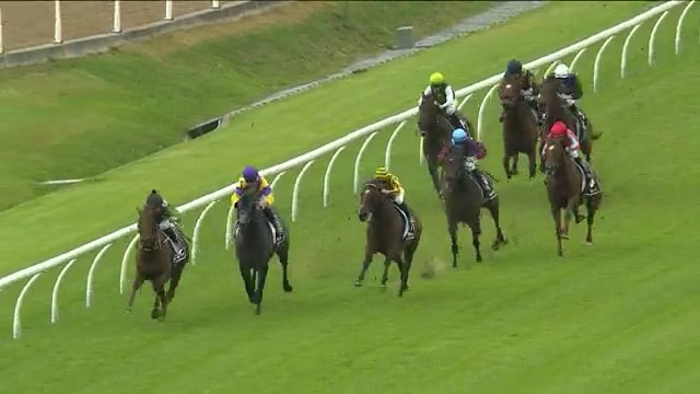 Shalaa - Stallion | Breednet