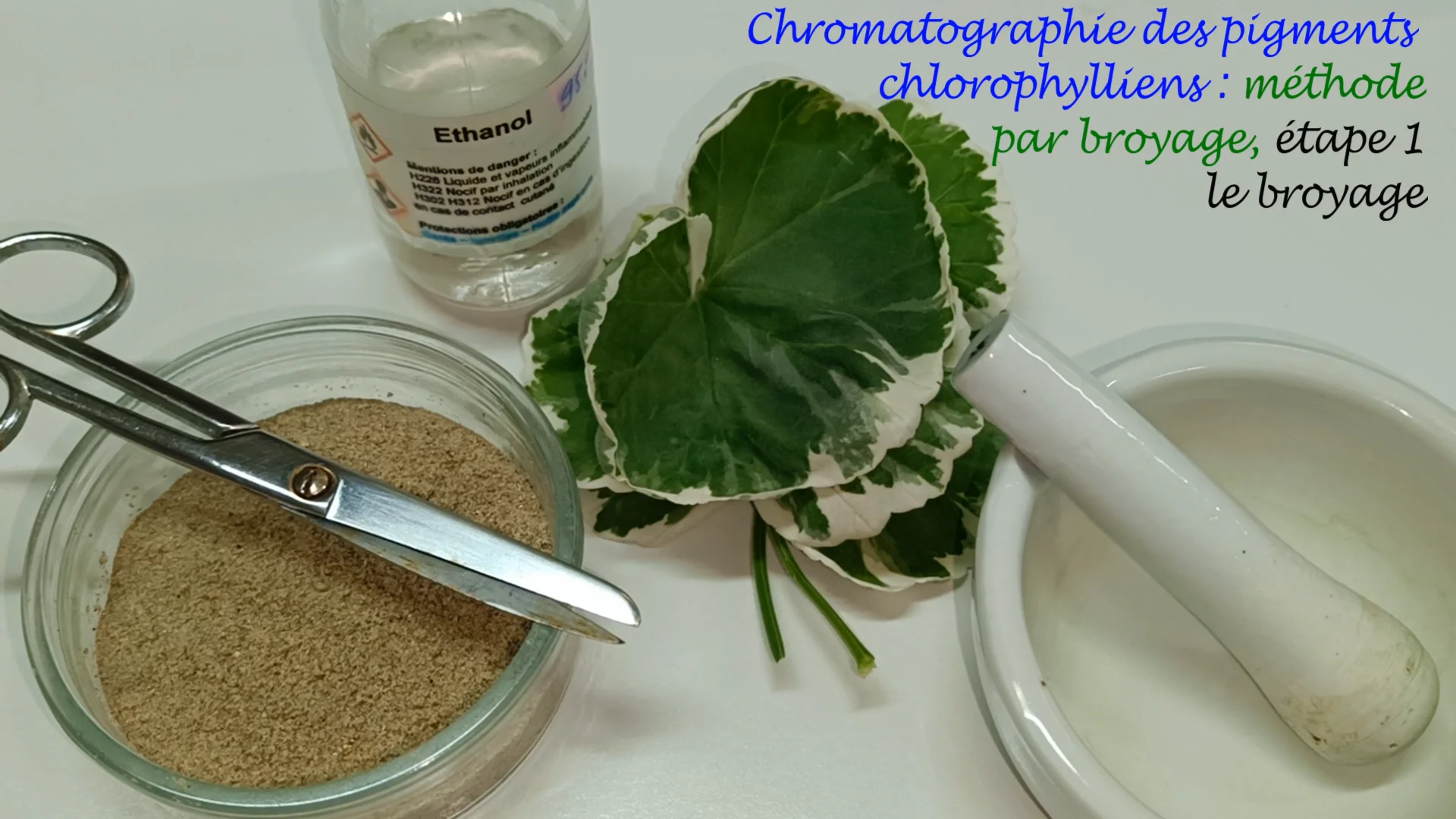 Chromatographie des pigments chlorophylliens : méthode par broyage ...