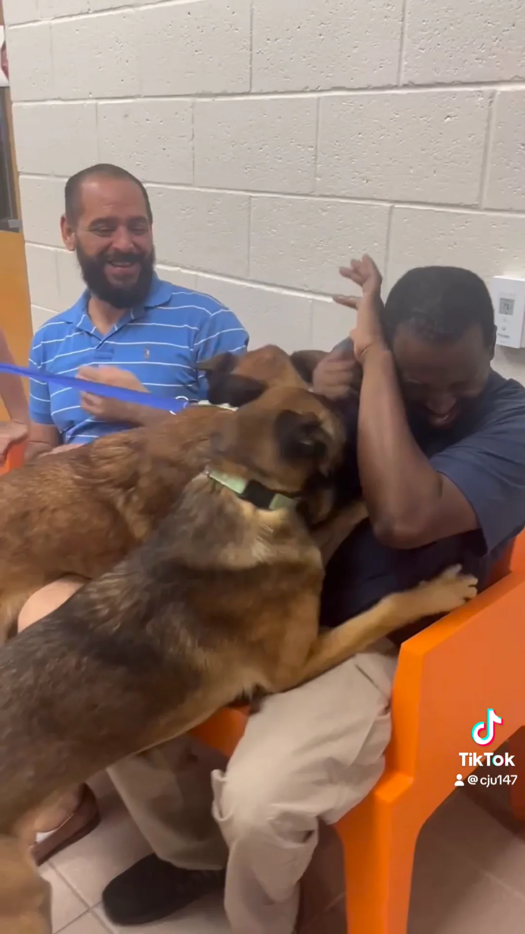 Sheps Head Home! DAS