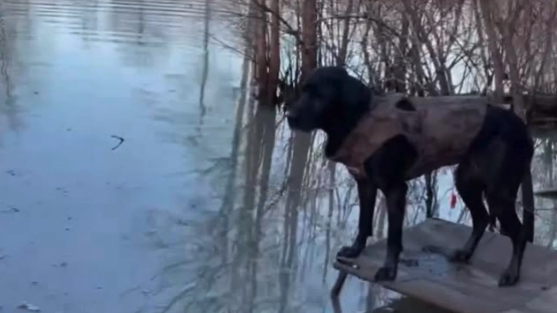 Pig Ridge GTR bordering Dave Donaldson Black River WMA