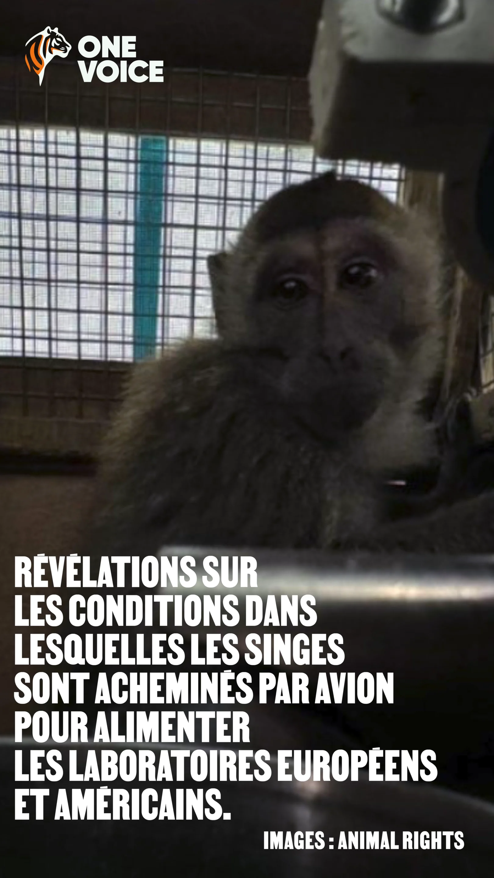 Des milliers de macaques en détresse : révélations sur leurs conditions ...