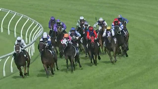 Manhattan Rain - Stallion | Breednet