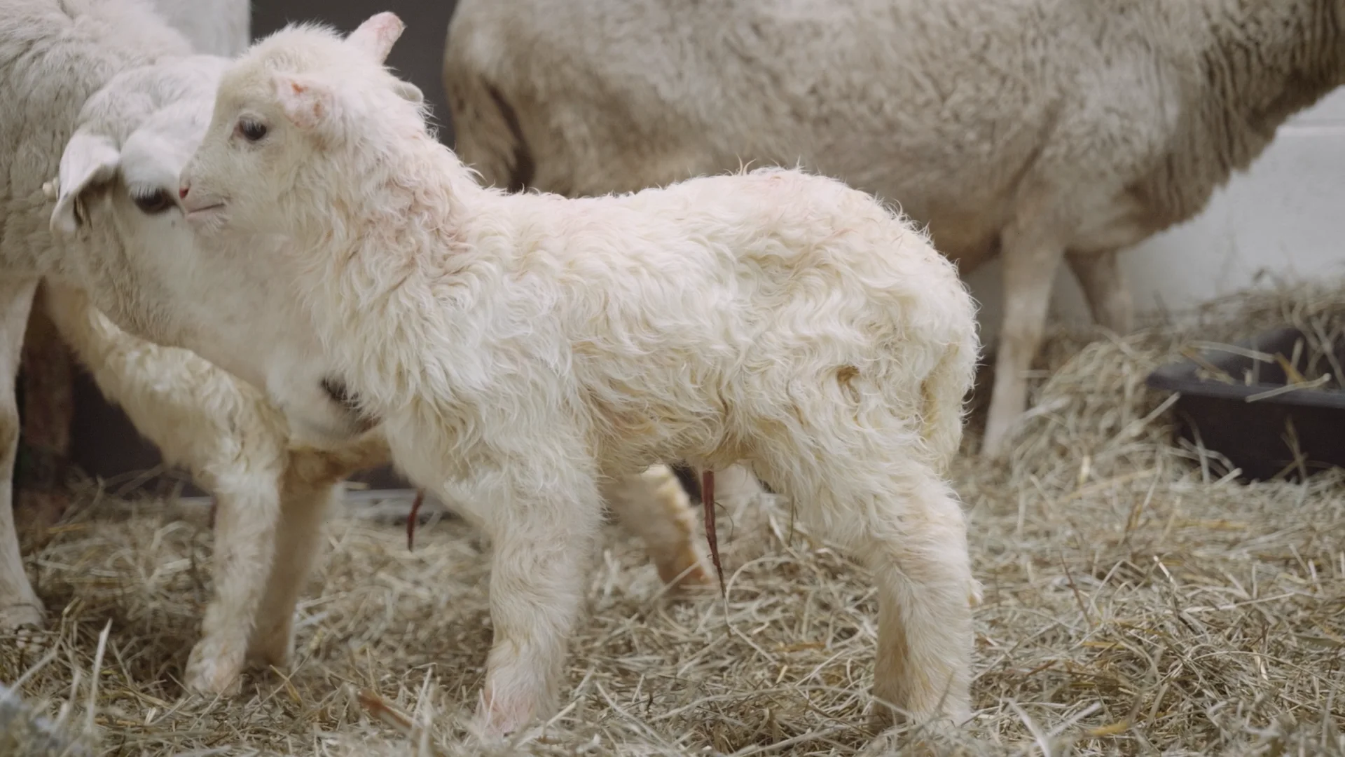Lamb Birth