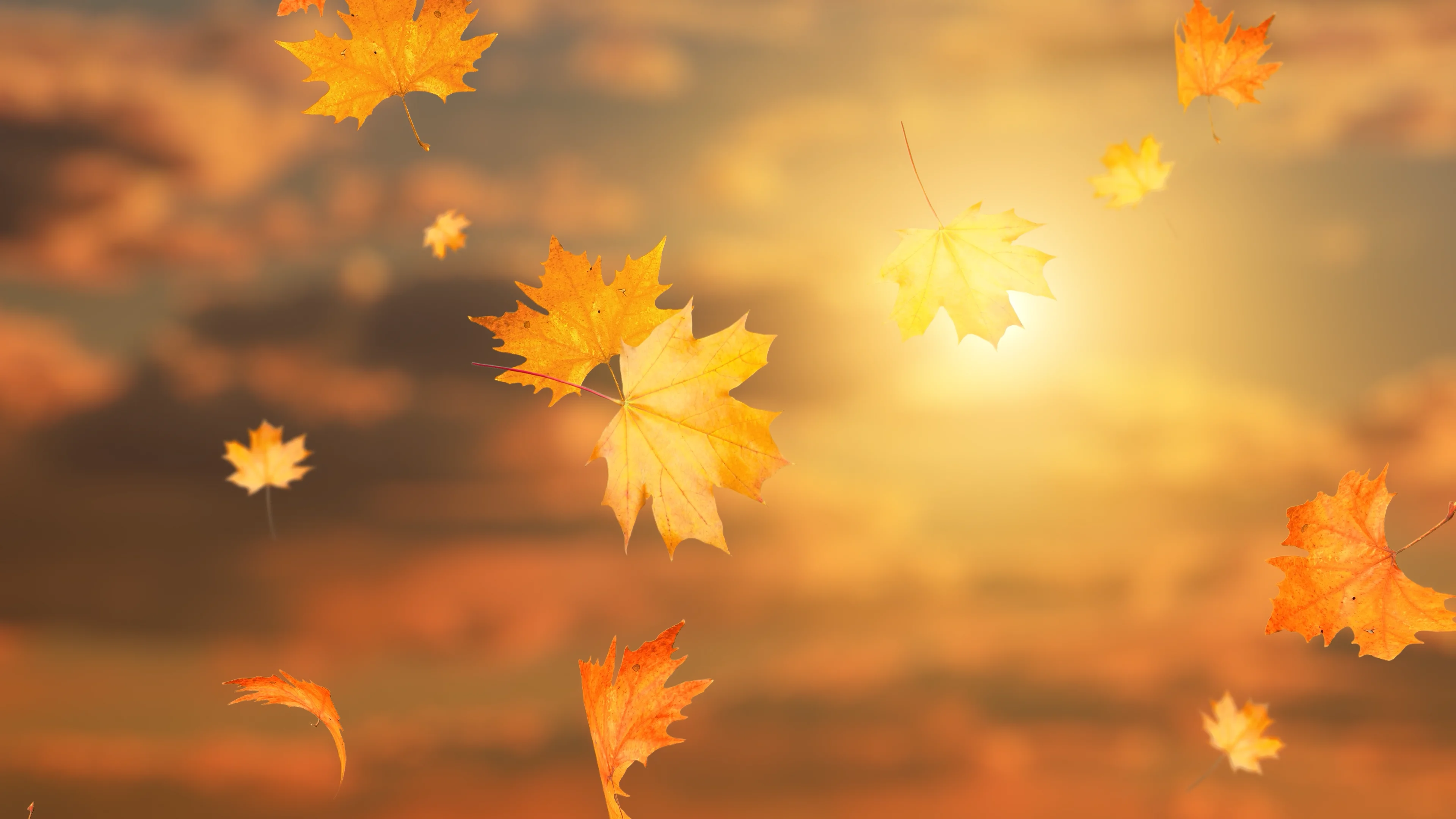 Autumn-leaves-fall-at-sunset