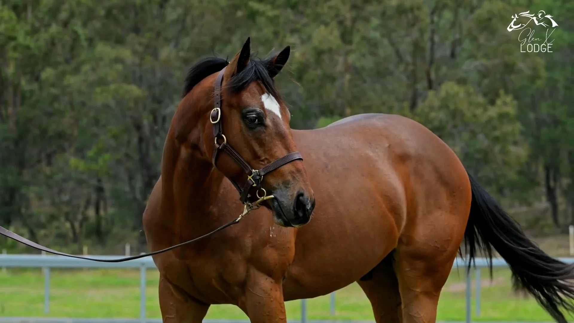 Bivouac x Apologynotaccpeted Colt from GlenX Lodge