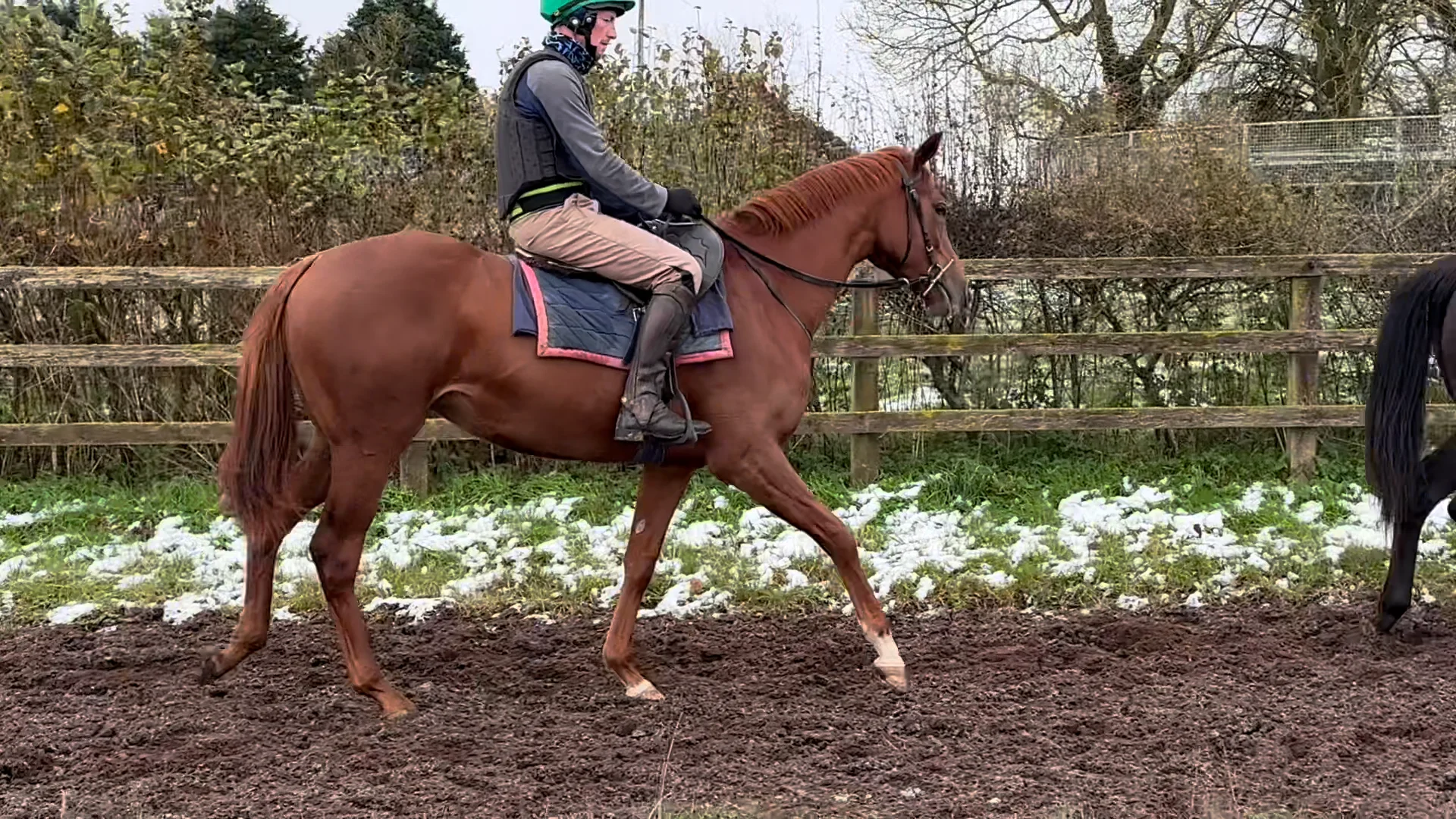 Willow Syndicate - Starspangledbanner x Indigo Angel 21.11.24