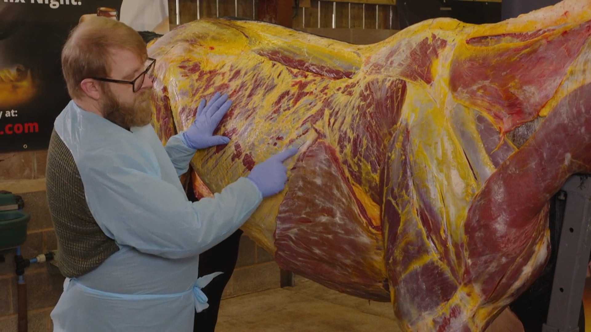 Whole Horse Dissection Series 1 - Biomechanics. Ep 2 - Biomechanics of ...