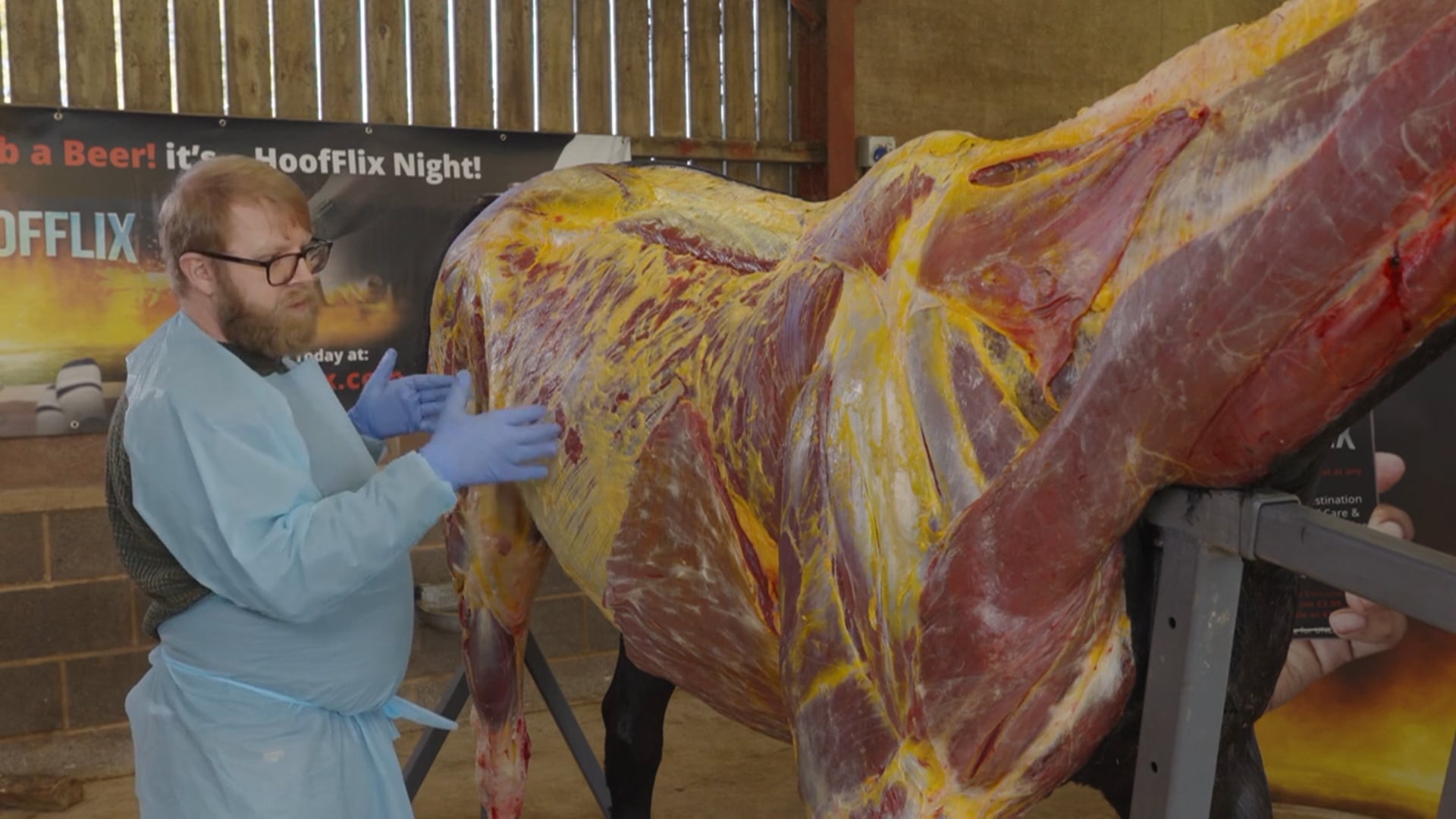 Whole Horse Dissection Series 1 - Biomechanics. Ep 3 - Biomechanics of ...