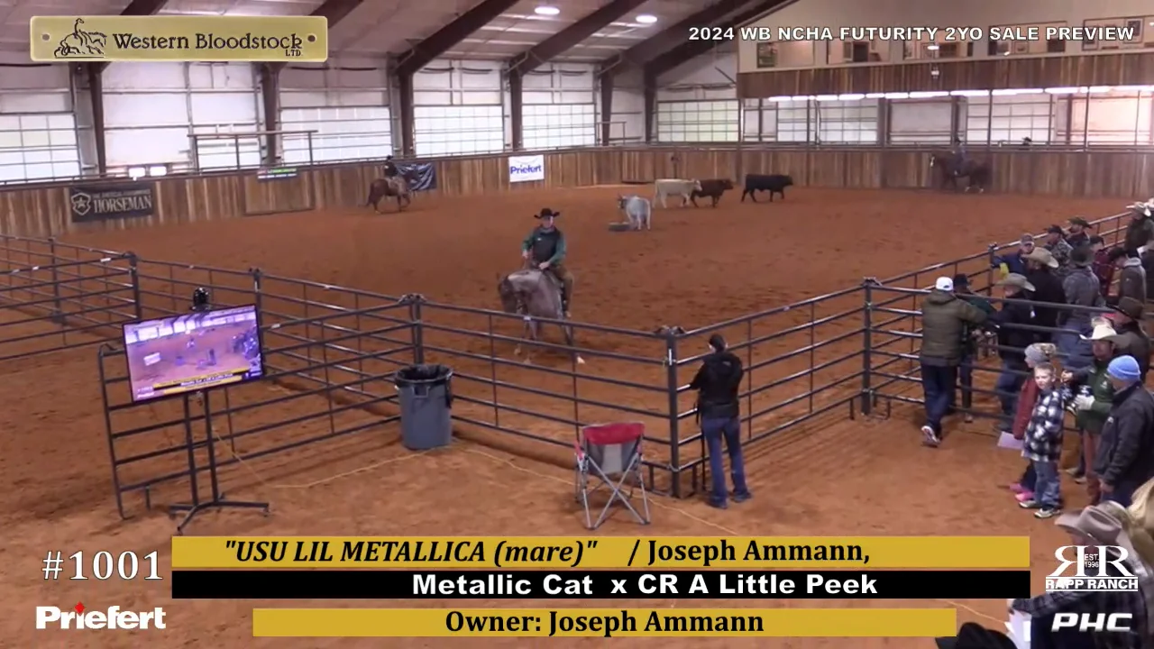 1001 Joseph_Ammann,_USU_LIL_METALLICA_2-Year-Old_Sale_Horse_Preview_at ...